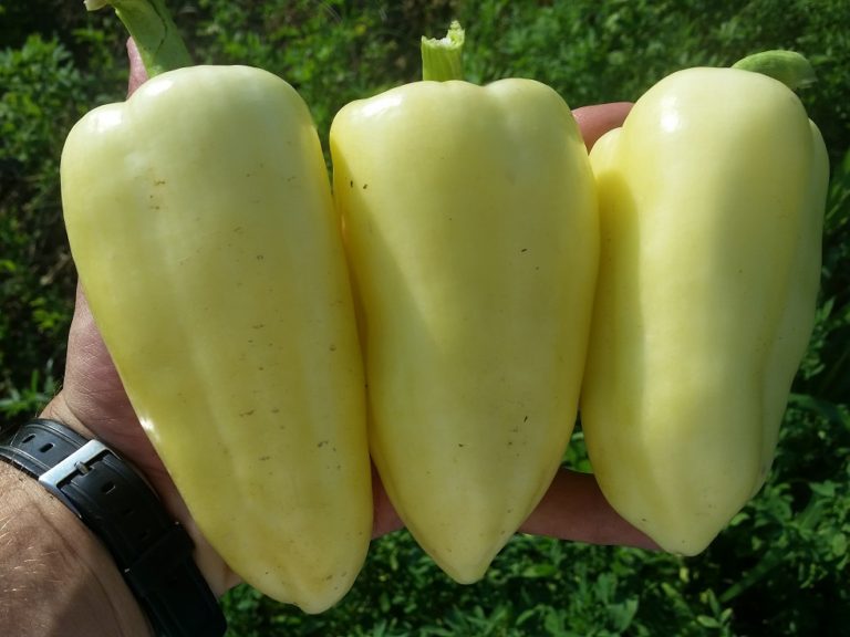 Paprika “ Somborka „ – Stare sorte semena