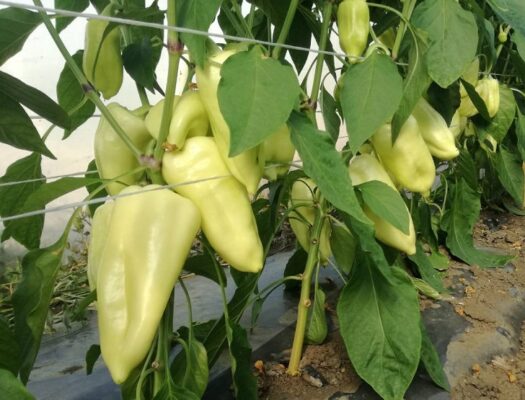 Paprika “ Bela Roga „ – Stare sorte semena