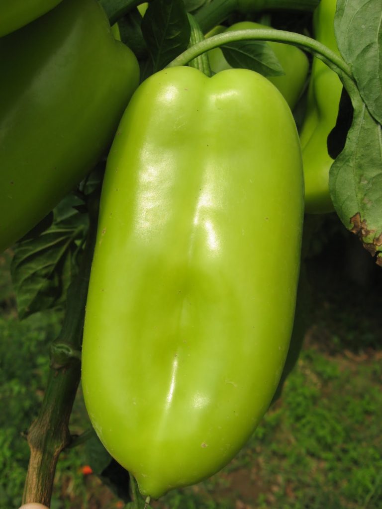 Paprika “ Amanda „ – Stare sorte semena