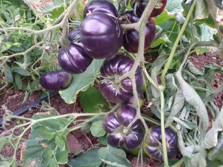 Paradaiz “ Crni Lepotan „ – Stare sorte semena