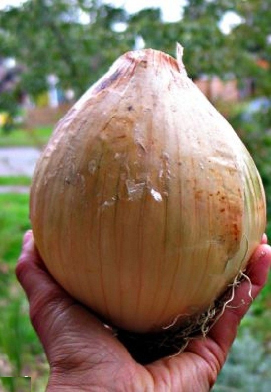 Džinovski luk “ Alisa “ ( iz 1887 G ) – Stare sorte semena