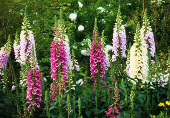 Digitalis Multicolor Mix – Stare sorte semena