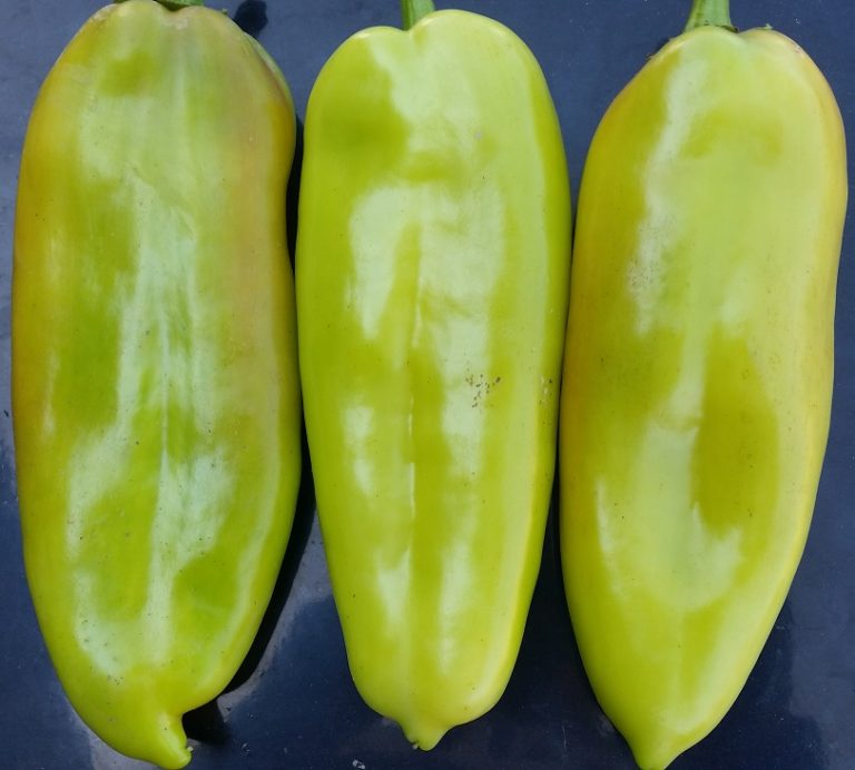 Paprika “ Somborka „ – Stare sorte semena