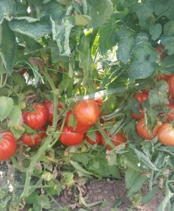 Paradajz – Stare sorte semena