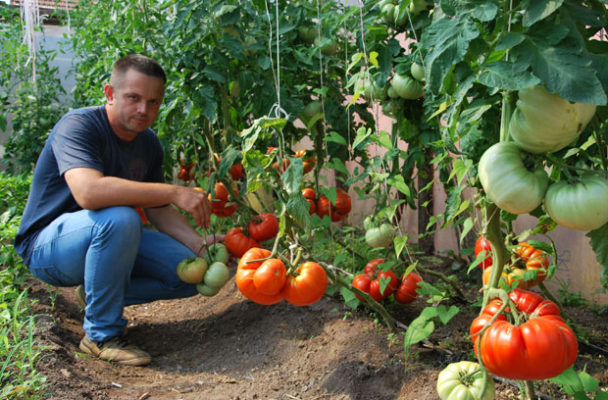 Paradajz – Stare sorte semena