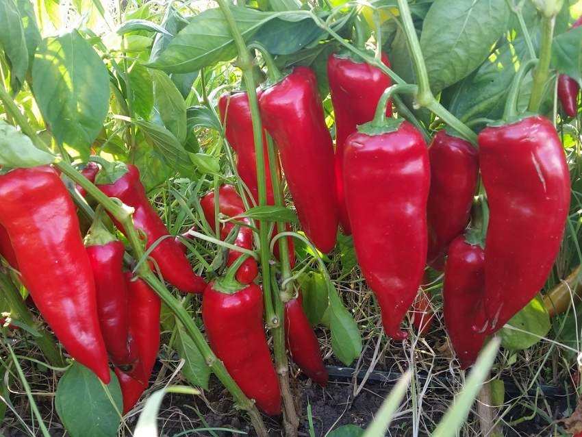 Paprika “ Bela Roga „ – Stare sorte semena