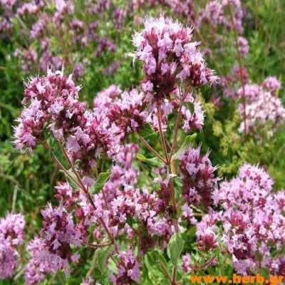 Mažuran ( Majoran ) – Stare sorte semena