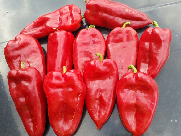 Varaždinska Bela Paprika – Stare sorte semena