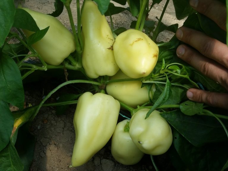 Paprika “ Somborka „ – Stare sorte semena