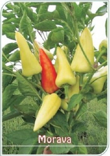 Paprika ” Bela Roga “ – Stare sorte semena