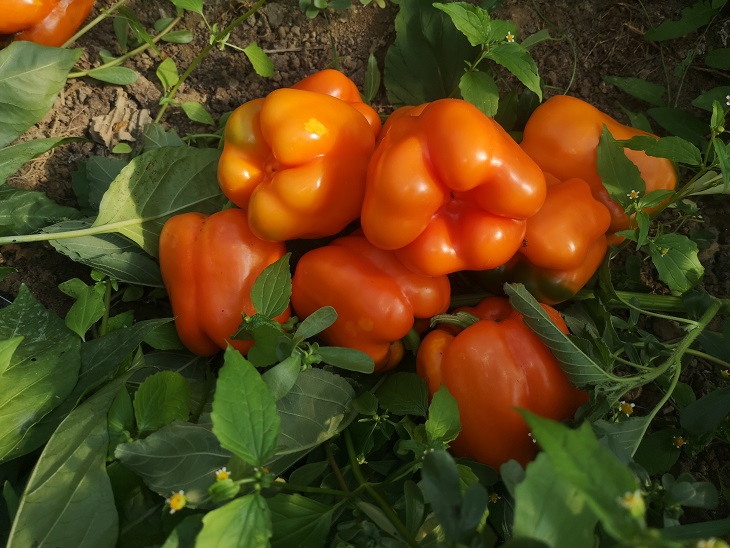 Paprika “ Narandžasta babura“ Domaća – Stare sorte semena
