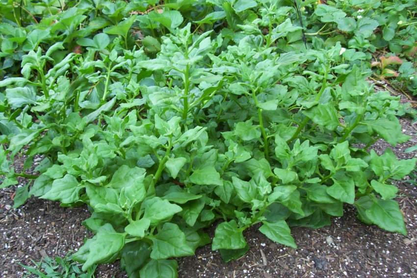 Novozelandski Spanać – Stare sorte semena