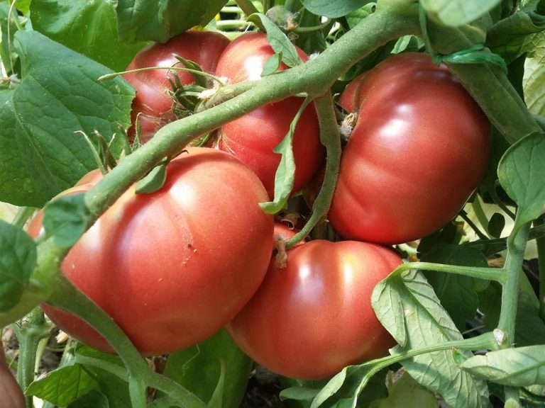 Paradajz “ Rozi Jabučar “ domaći – Stare sorte semena