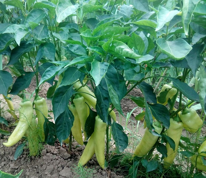 Varaždinska Bela Paprika – Stare sorte semena