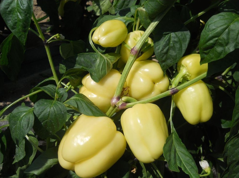 Babura “ Šorokšari „ – Stare sorte semena