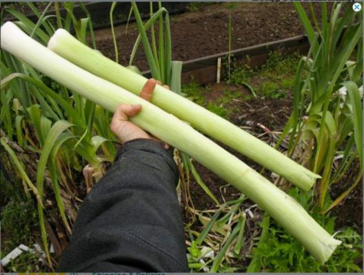 Praziluk “ Bugarski Gigant “ ( Odlična sorta ) – Stare sorte semena