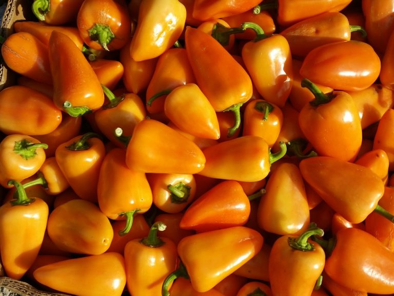 Paprika “ Slatka Somborka „ – Stare sorte semena
