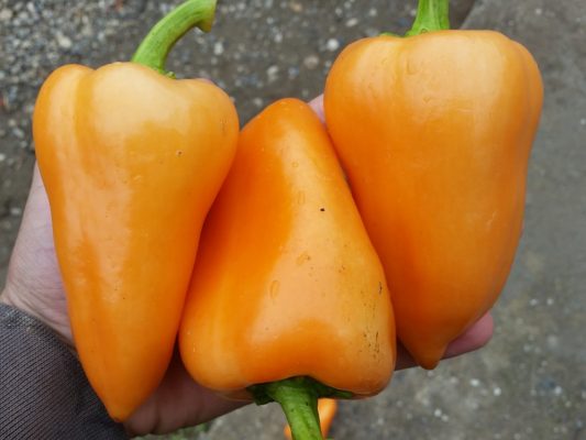Paprika “ Slatka Somborka „ – Stare sorte semena