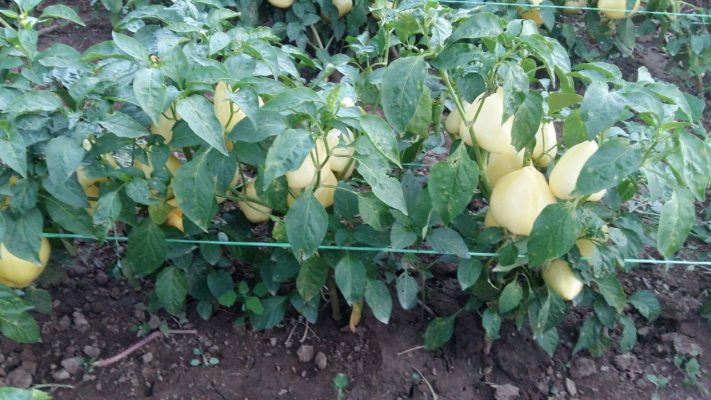 Paprika “ Somborka „ – Stare sorte semena