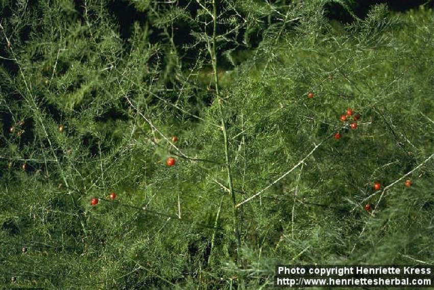 Špargla – Stare sorte semena