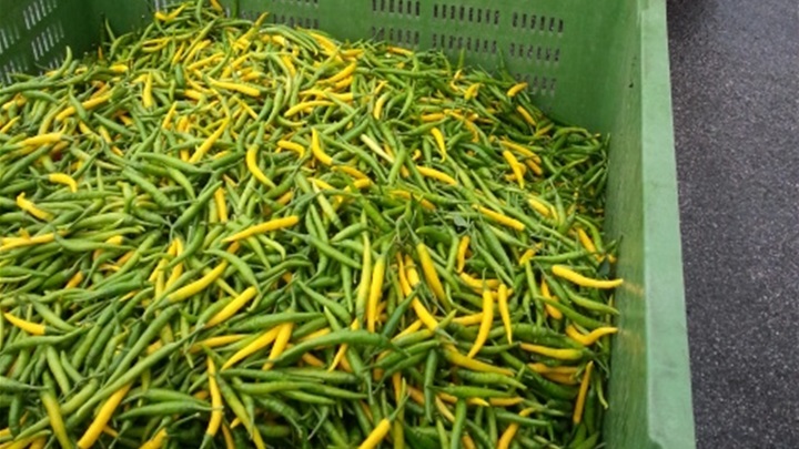 Žuti Feferon – Stare sorte semena