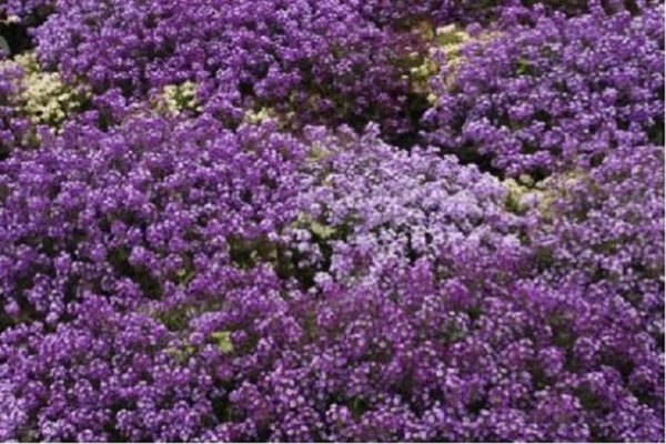 Violet Queen – Stare sorte semena