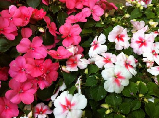 Lepi Jova – Stare sorte semena